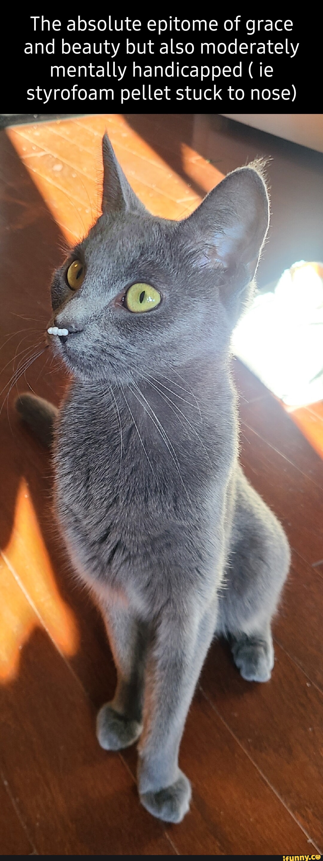 Pellet memes. Best Collection of funny Pellet pictures on iFunny