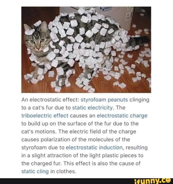 An electrostatic effect: styrofoam peanuts clinging to a cat's fur due ...