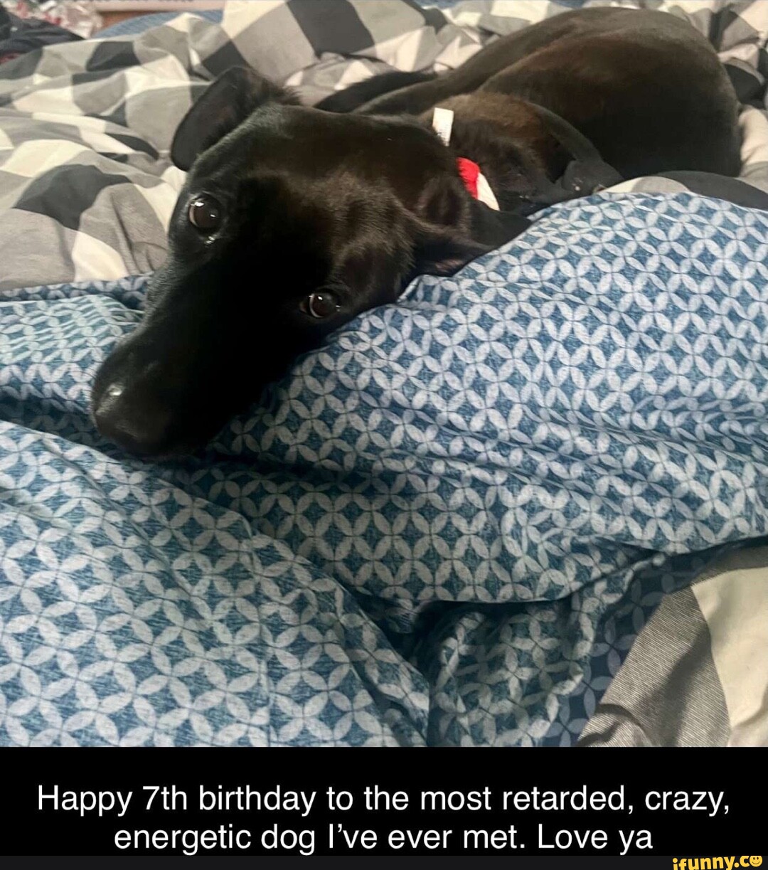 Happy birthday to the most retarded, crazy, energetic dog I ve ever met ...