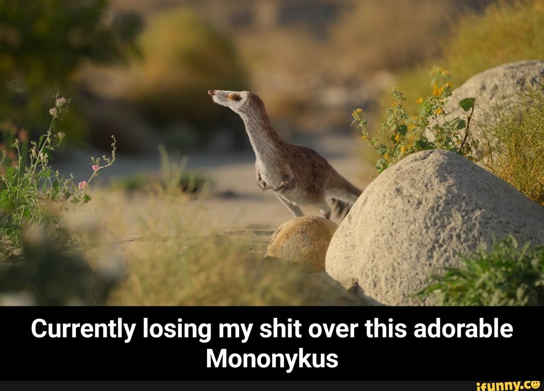 Mononykus memes. Best Collection of funny Mononykus pictures on iFunny