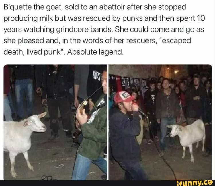 Biquette the goat, sold to an abattoir after she stopped producing milk ...