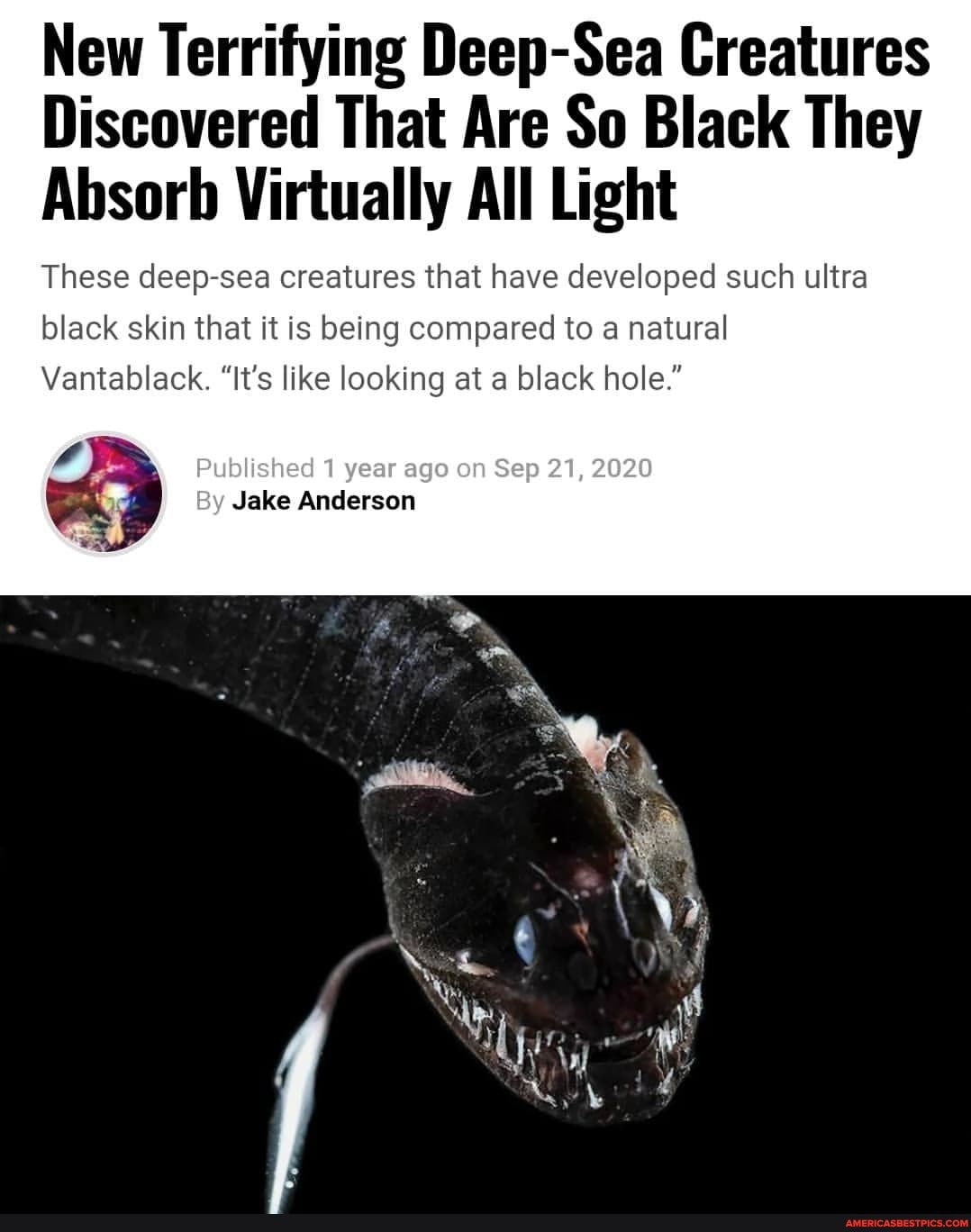 New Terrifying Deep-Sea Creatures Discovered That Are So Black They ...