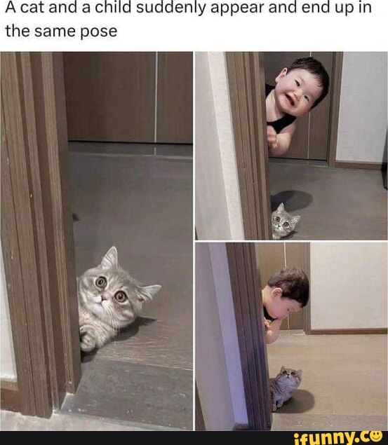 Catand lid suddenly appear and end up In the same pose - iFunny