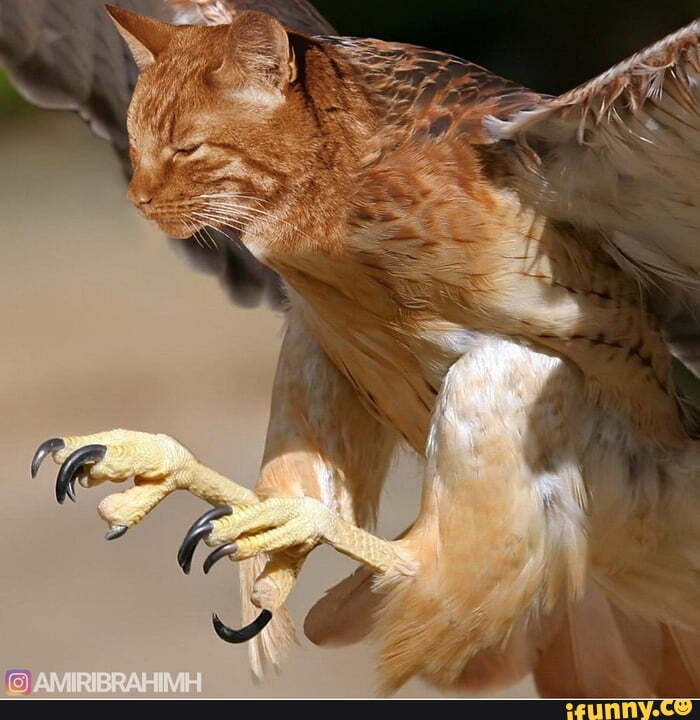 Red_tailed_hawk memes. Best Collection of funny Red_tailed_hawk ...