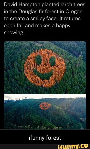 David Hampton planted larch trees in the Douglas fir forest in Oregon ...