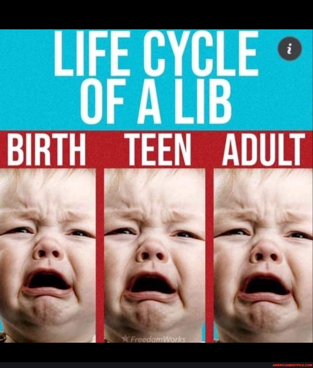 LIFE CYCLE OF A LIB BIRTH TEEN ADULI - America’s best pics and videos