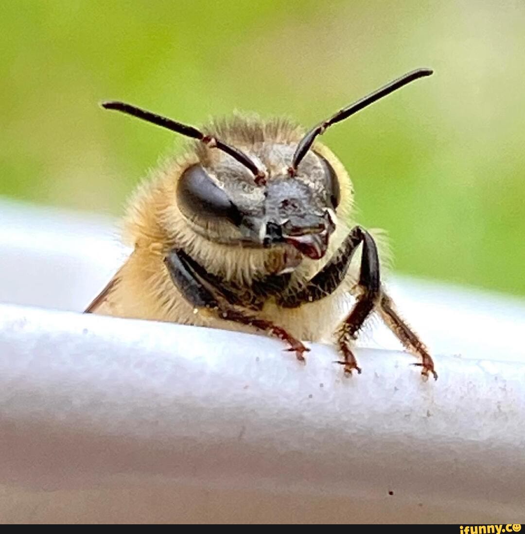 Here is a photo i took of a grumpy bee i rescued and fed to recovery ...