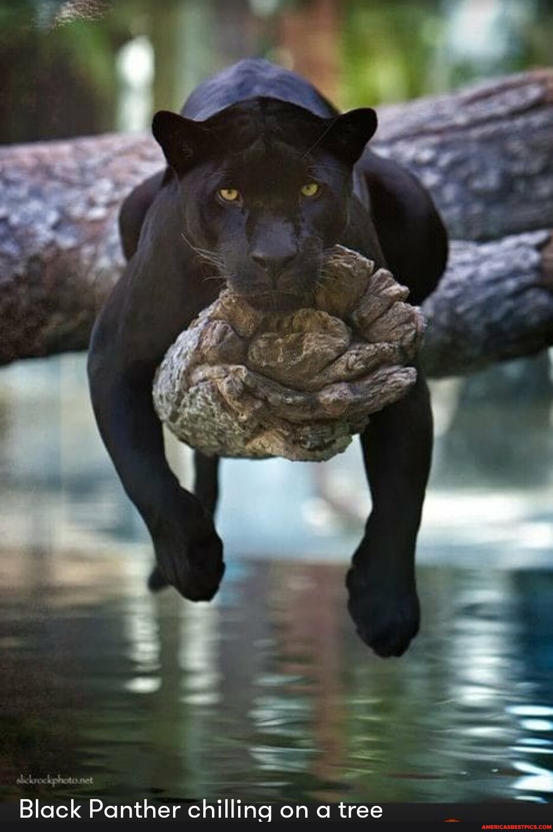 Black Panther chilling on a tree - America’s best pics and videos