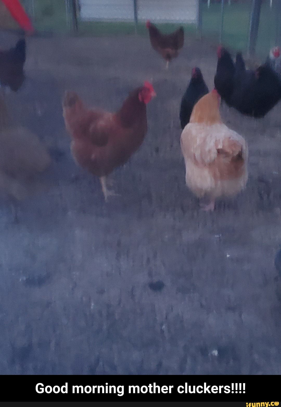 Good morning mother cluckers!!!! - Good morning mother cluckers ...