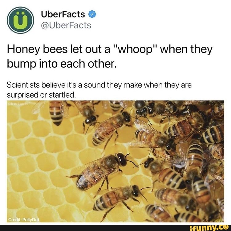Honey bees let out a "whoop" when they bump into each other. Scientists ...