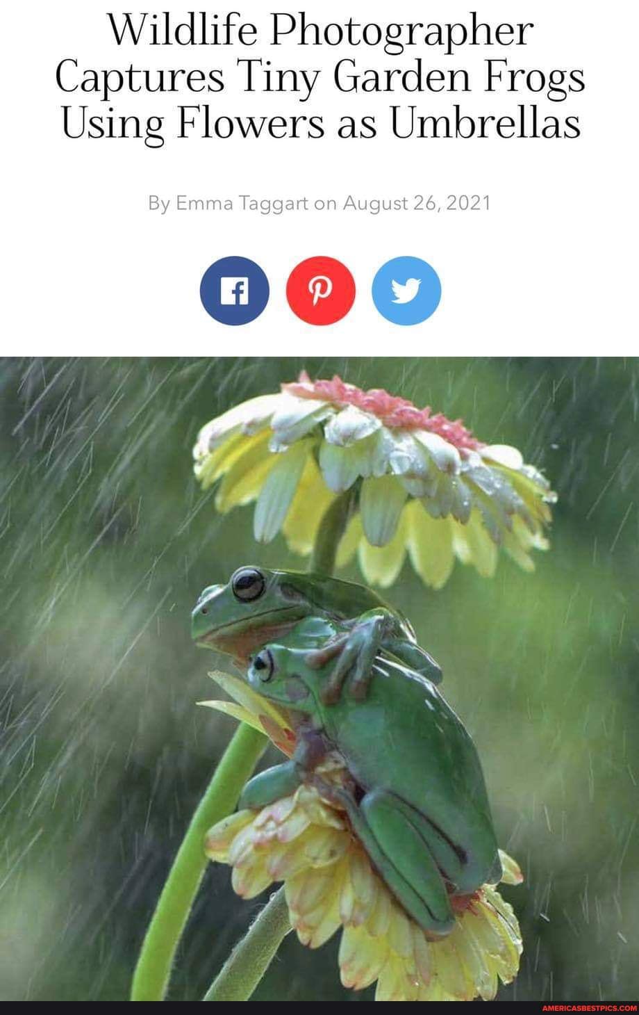 Wildlife Photographer Captures Tiny Garden Frogs Using Flowers as ...