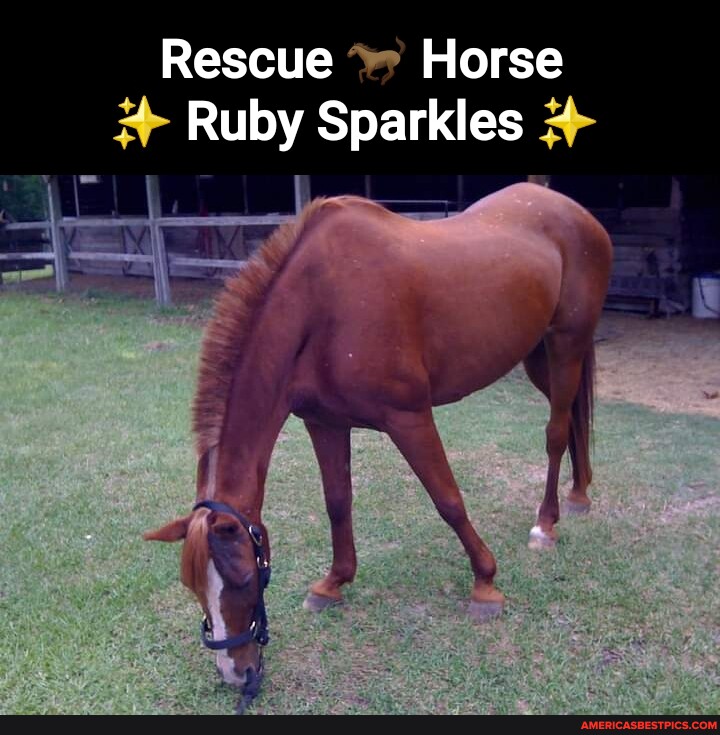 Rescue Horse Ruby Sparkles - America’s best pics and videos