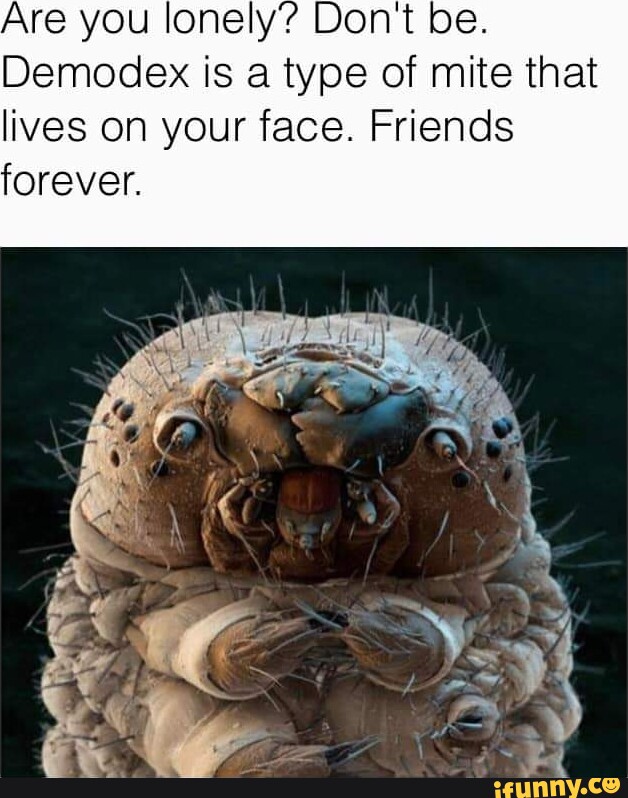 Demodex memes. Best Collection of funny Demodex pictures on iFunny