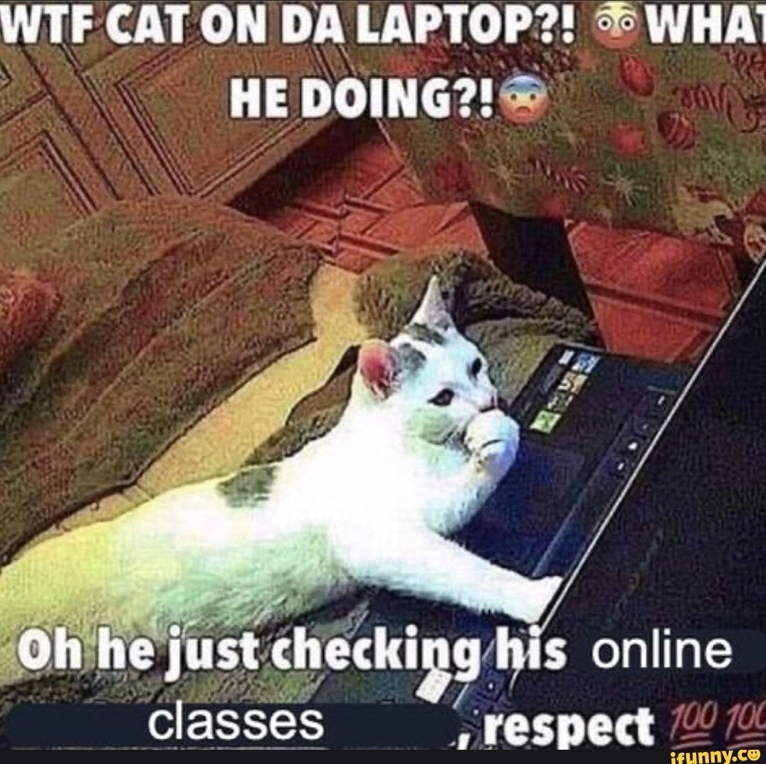 Cat Laptop Meme