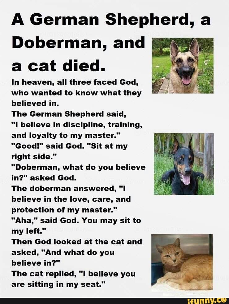A German Shepherd,a Doberman, and a cat died. In heaven, all three ...