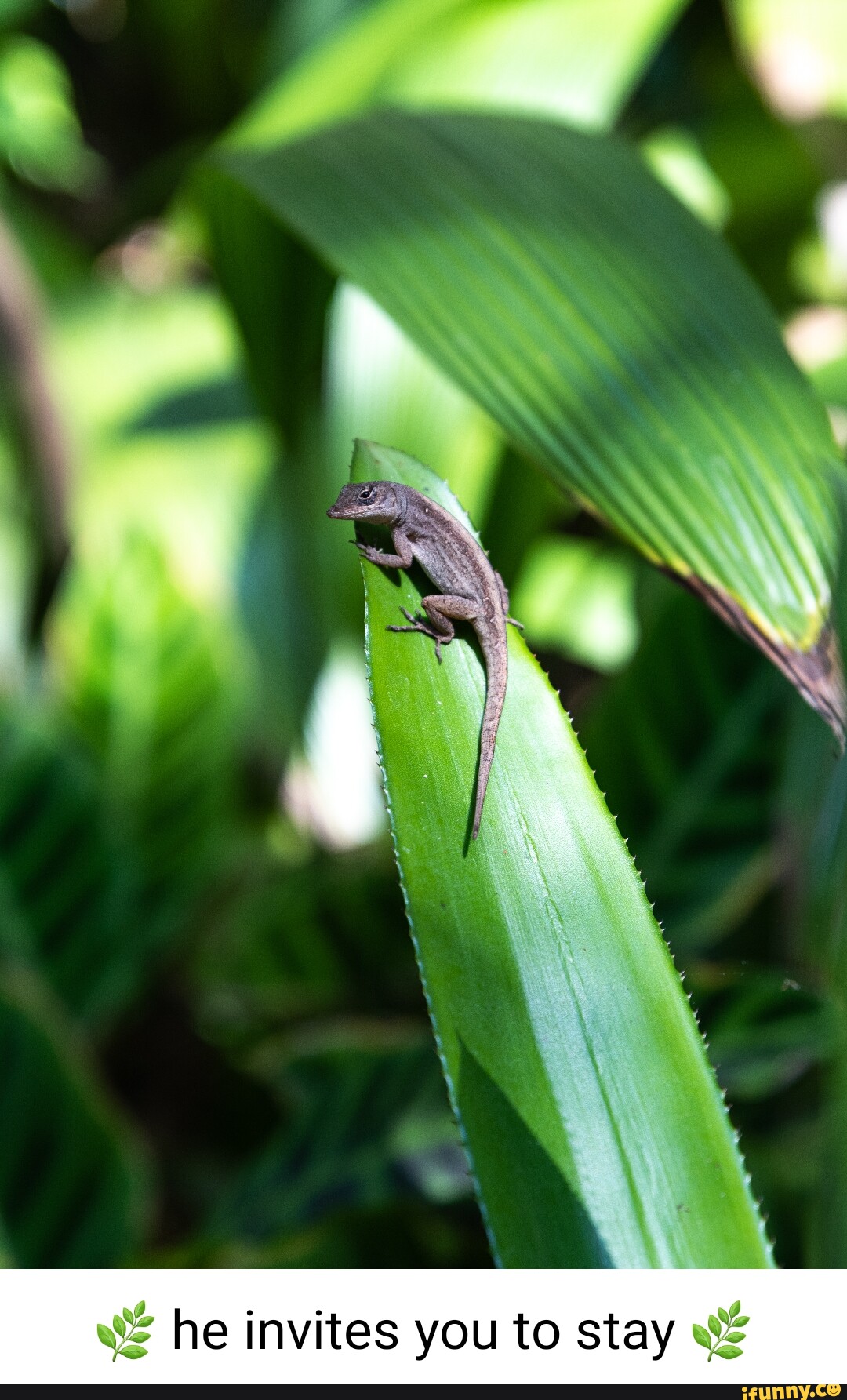 He invites you to stay - iFunny