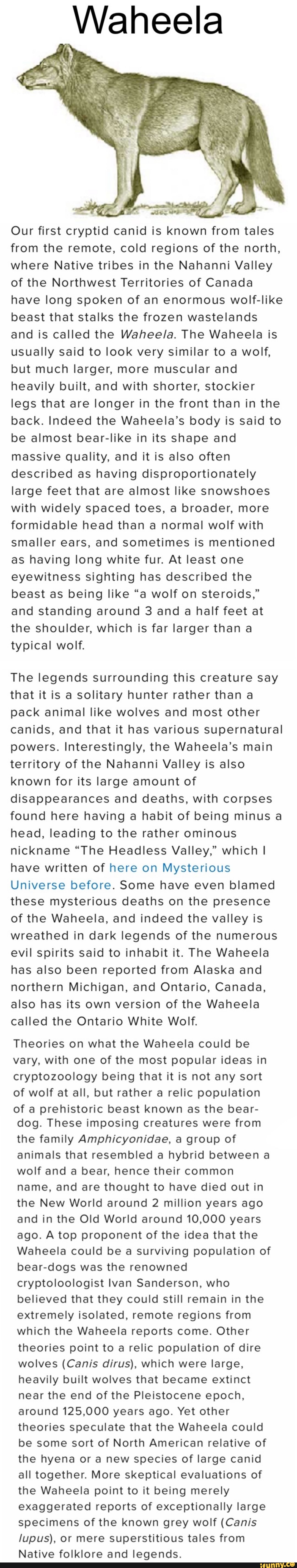 Waheela Our first cryptid canid is known from tales from the remote ...