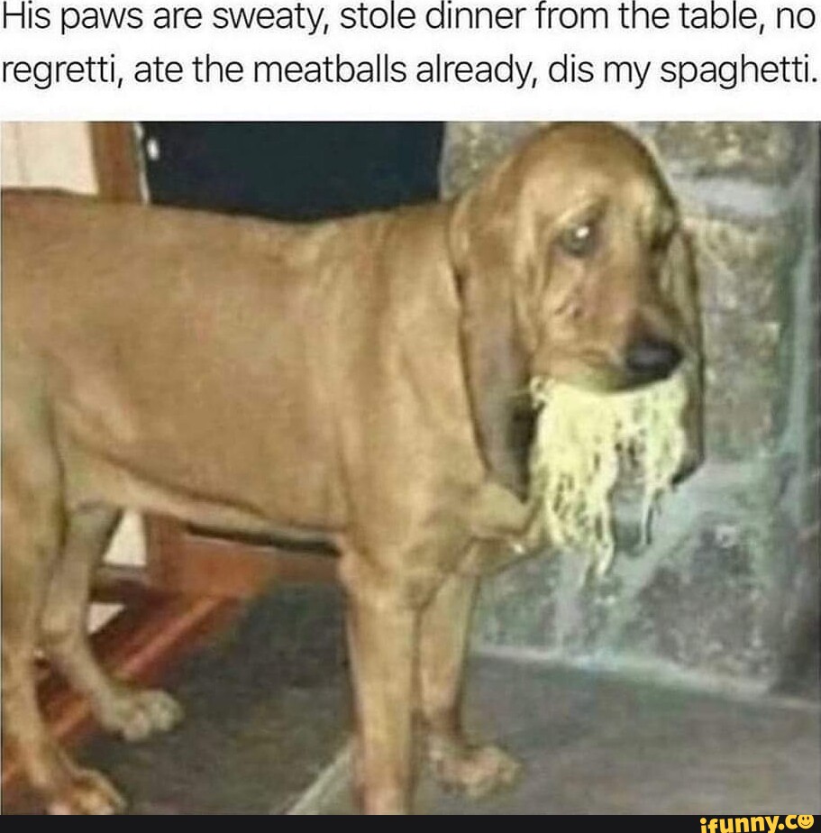 IS paws are sweaty, stole dinner from the table, no regretti, ate the ...