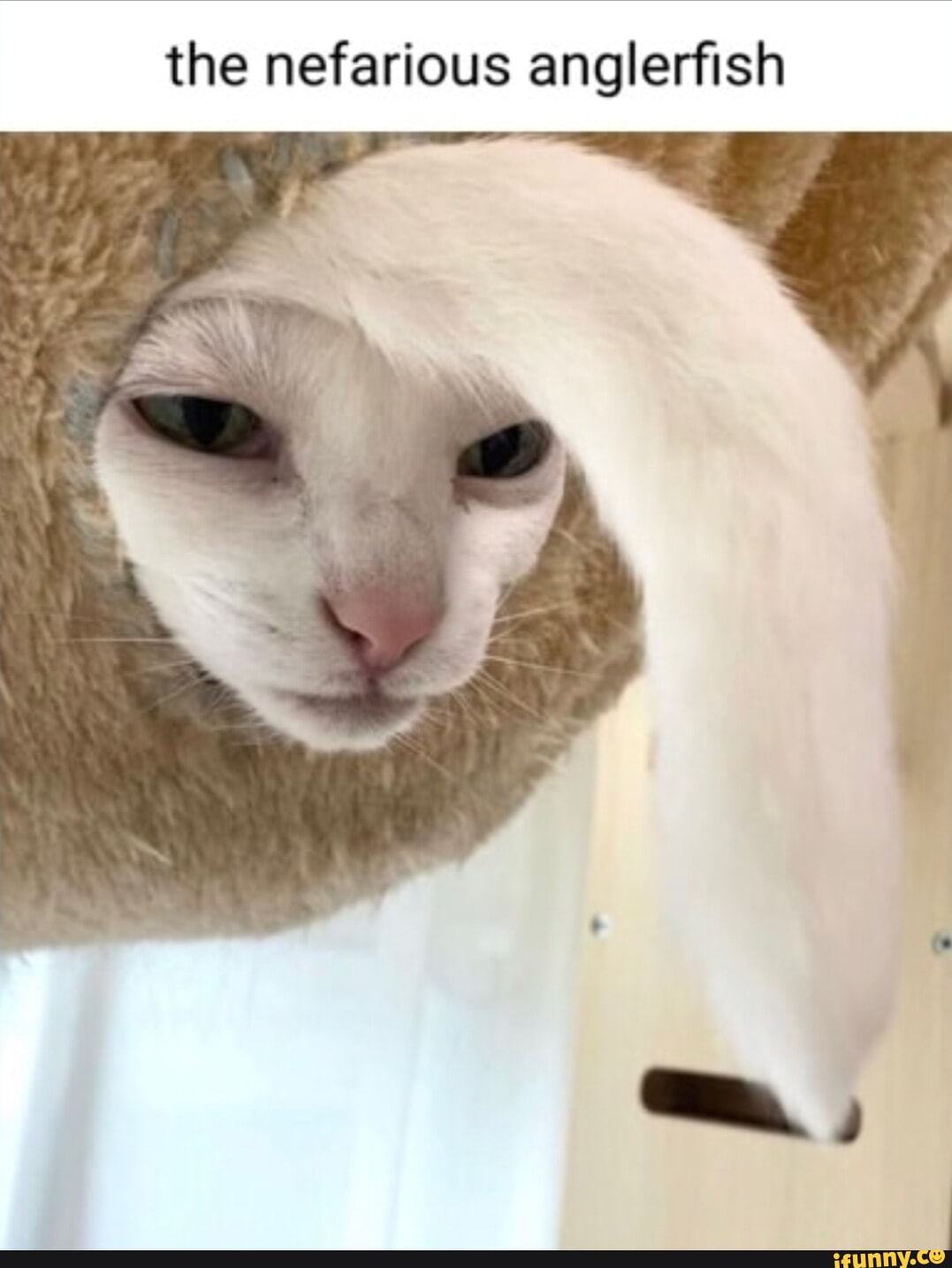 Anglerfish memes. Best Collection of funny Anglerfish pictures on iFunny