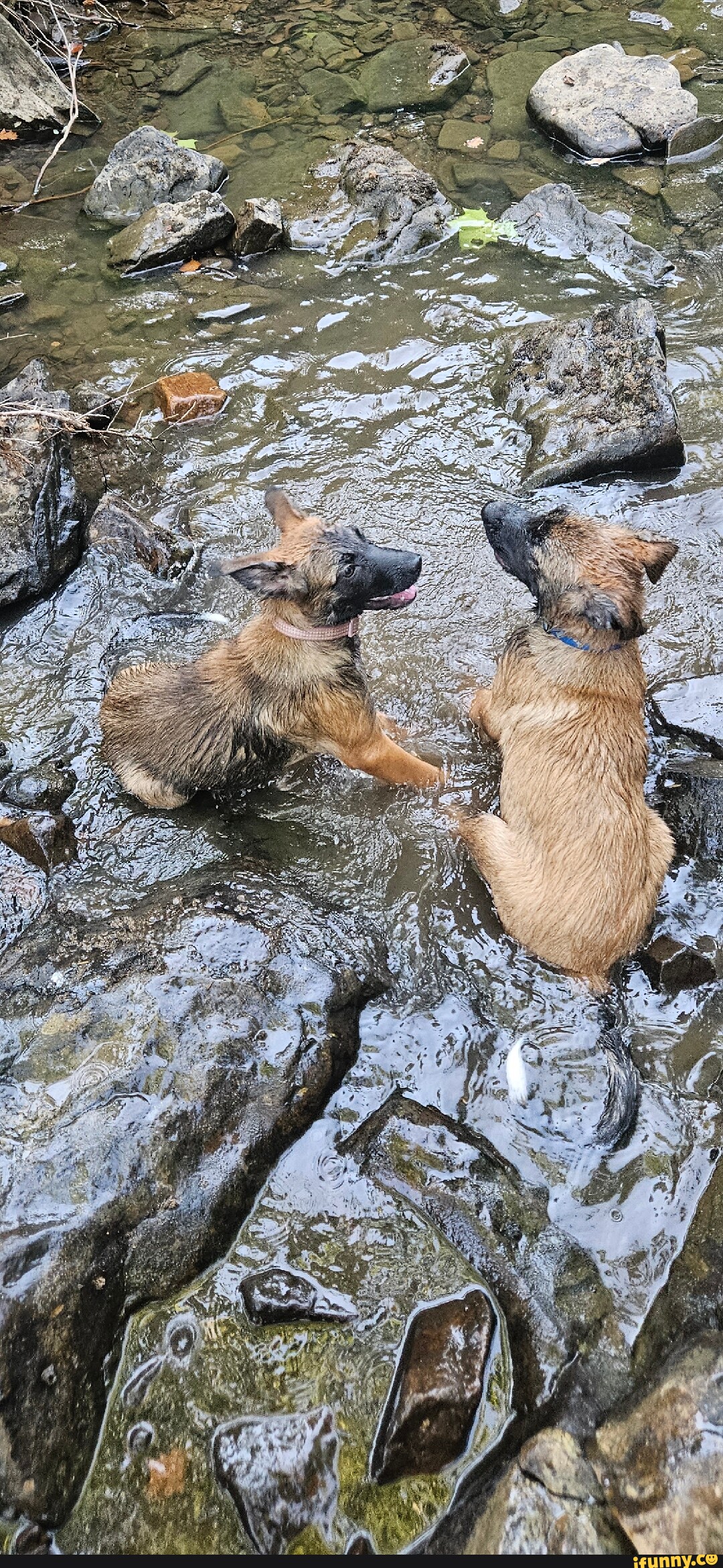 Waterbabies memes. Best Collection of funny Waterbabies pictures on iFunny