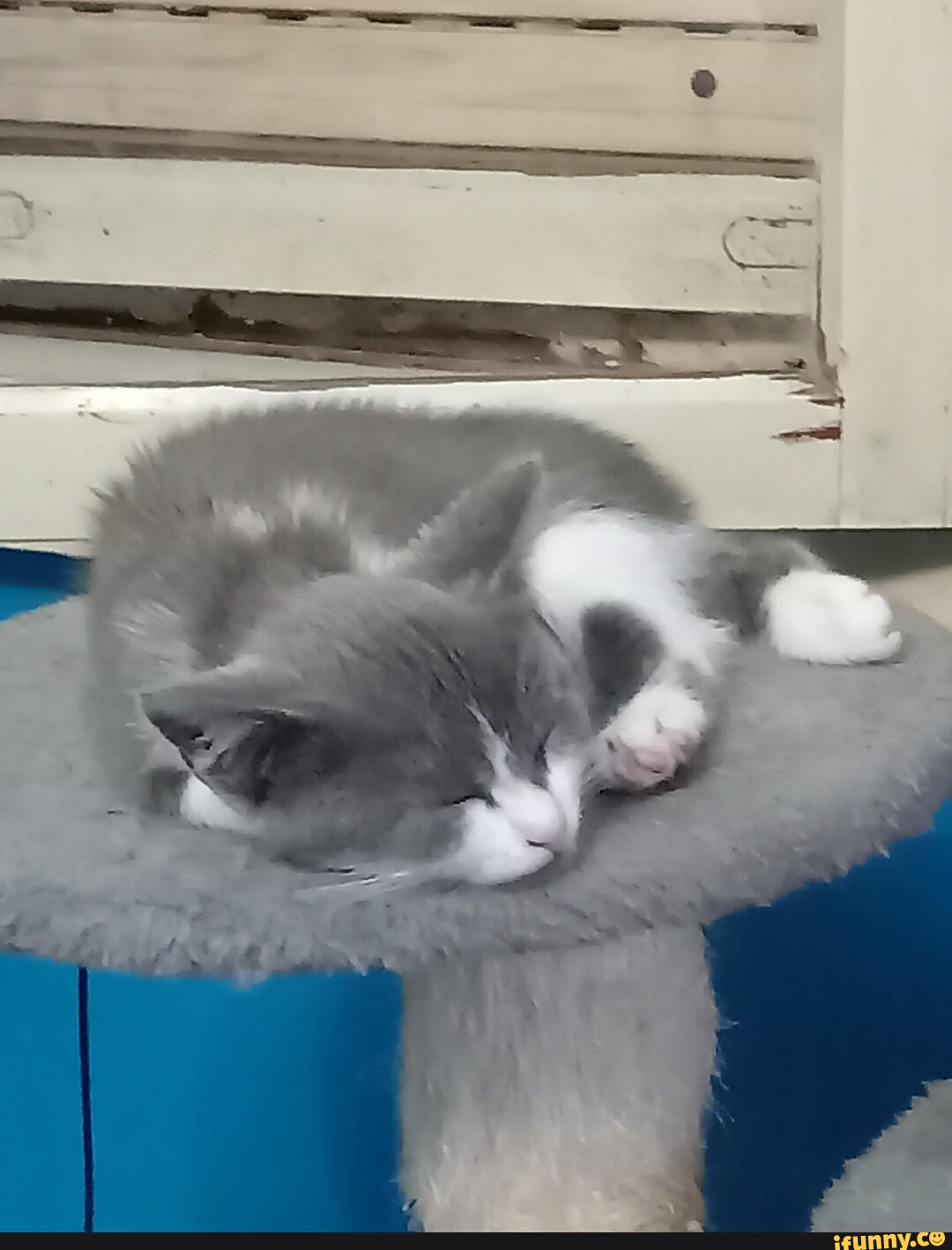 Milka memes. Best Collection of funny Milka pictures on iFunny