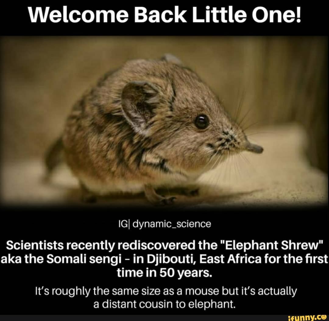 Somalisengi memes. Best Collection of funny Somalisengi pictures on iFunny