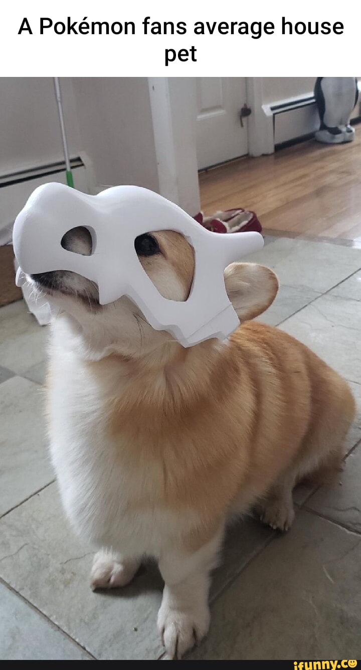 A Pokemon fans average house pet - iFunny