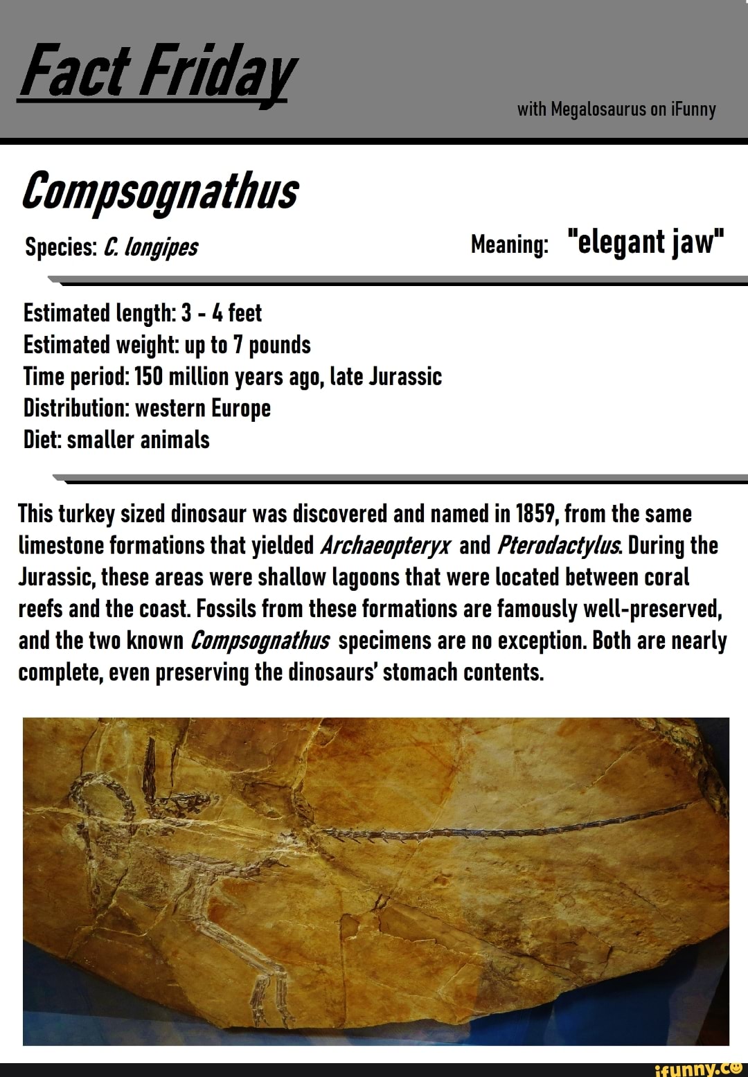 Compsognathus Species: /ongipes Meaning: "elegant jaw" Estimated length ...