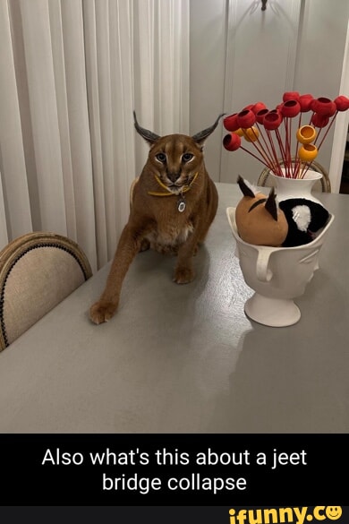 Jeet memes. Best Collection of funny Jeet pictures on iFunny