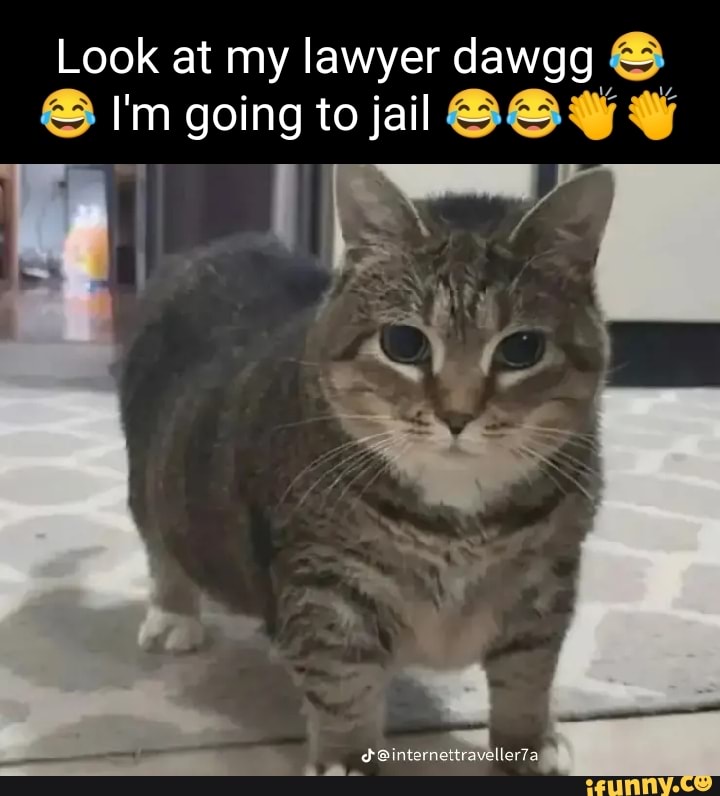Thicccat69 Memes Best Collection Of Funny Thicccat69 Pictures On IFunny