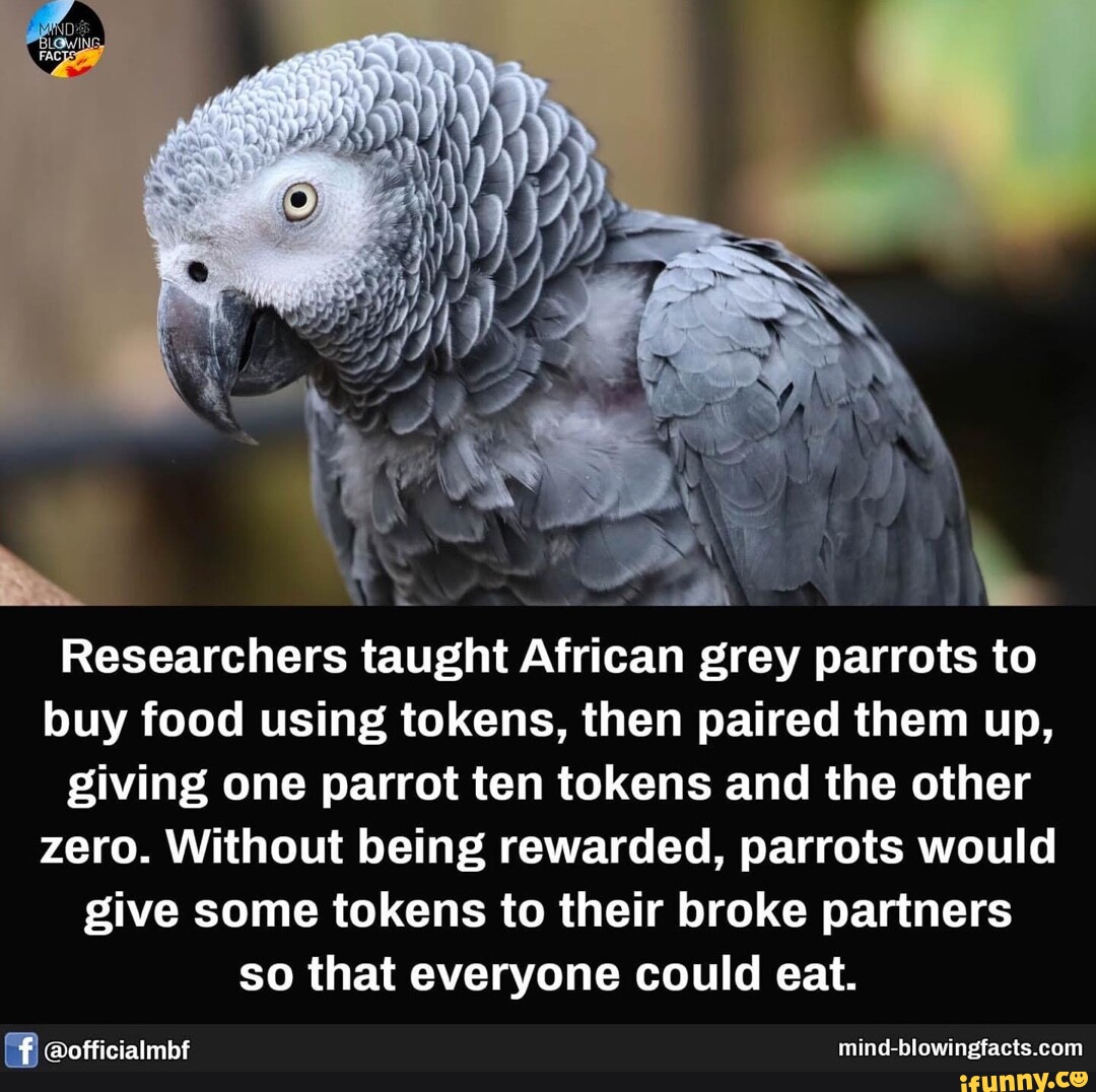 Il Researchers taught African grey parrots to buy food using tokens ...