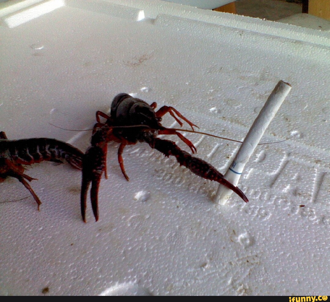 Crawdad memes. Best Collection of funny Crawdad pictures on iFunny