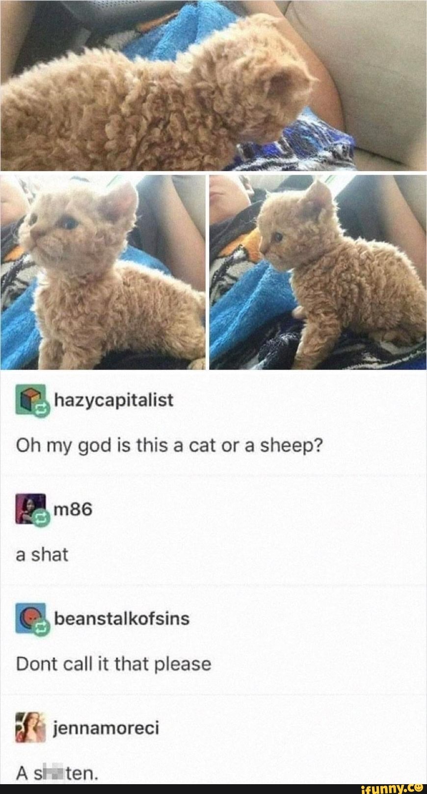 Oh my god is this a cat or a sheep? Shat Dont call it that please fF ...