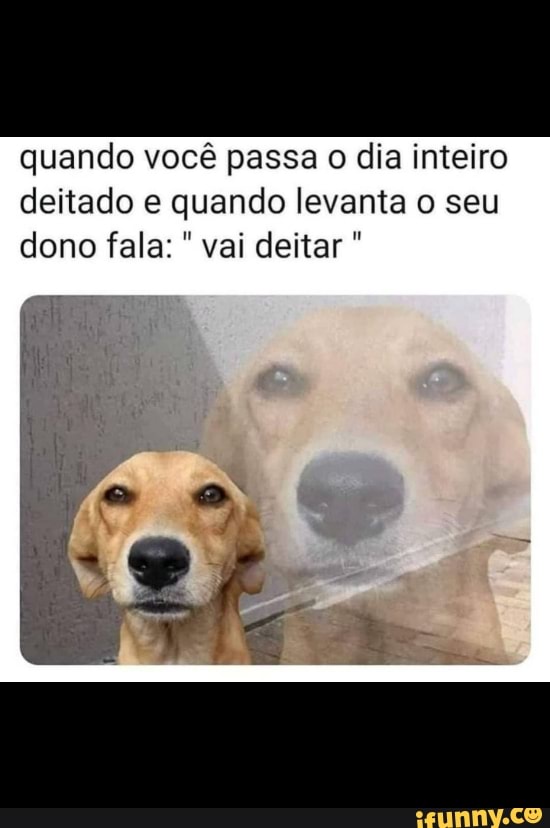 Quando você passa o dia inteiro deitado e quando levanta seu dono fala ...