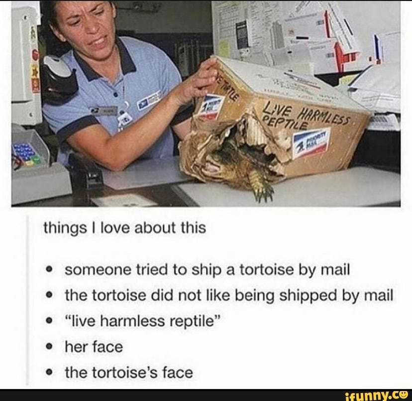 Meme dump 123: turtle noises - things I love about this someone tried ...