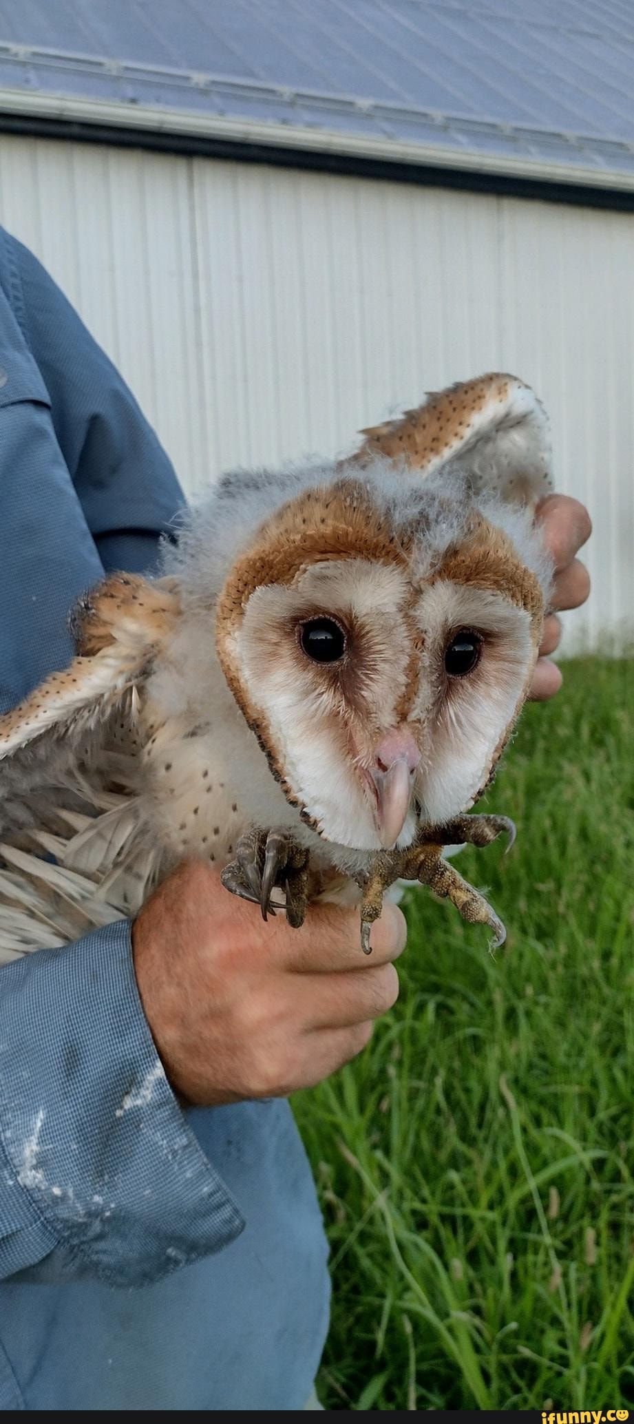 Barn_owl memes. Best Collection of funny Barn_owl pictures on iFunny