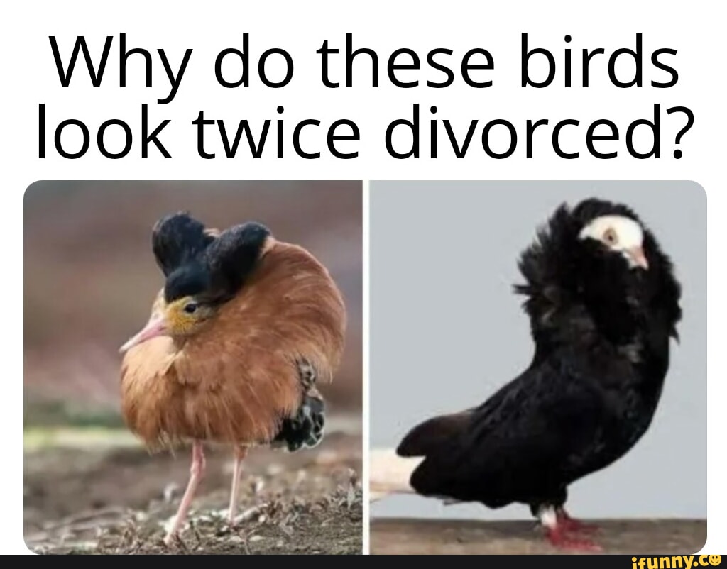 Video memes Cejndb5pB by Crumbob_Breadpants: 280 comments - iFunny