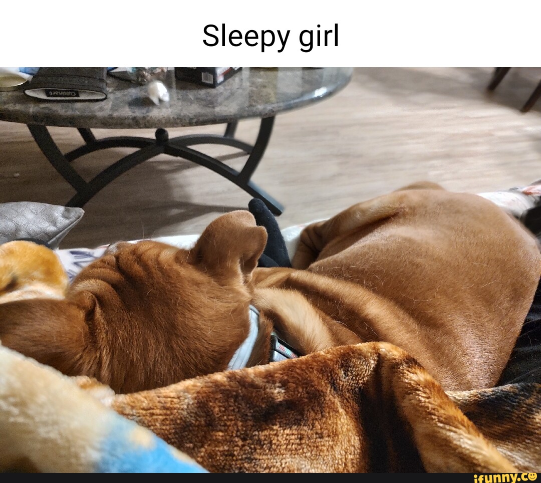 Sharpei memes. Best Collection of funny Sharpei pictures on iFunny