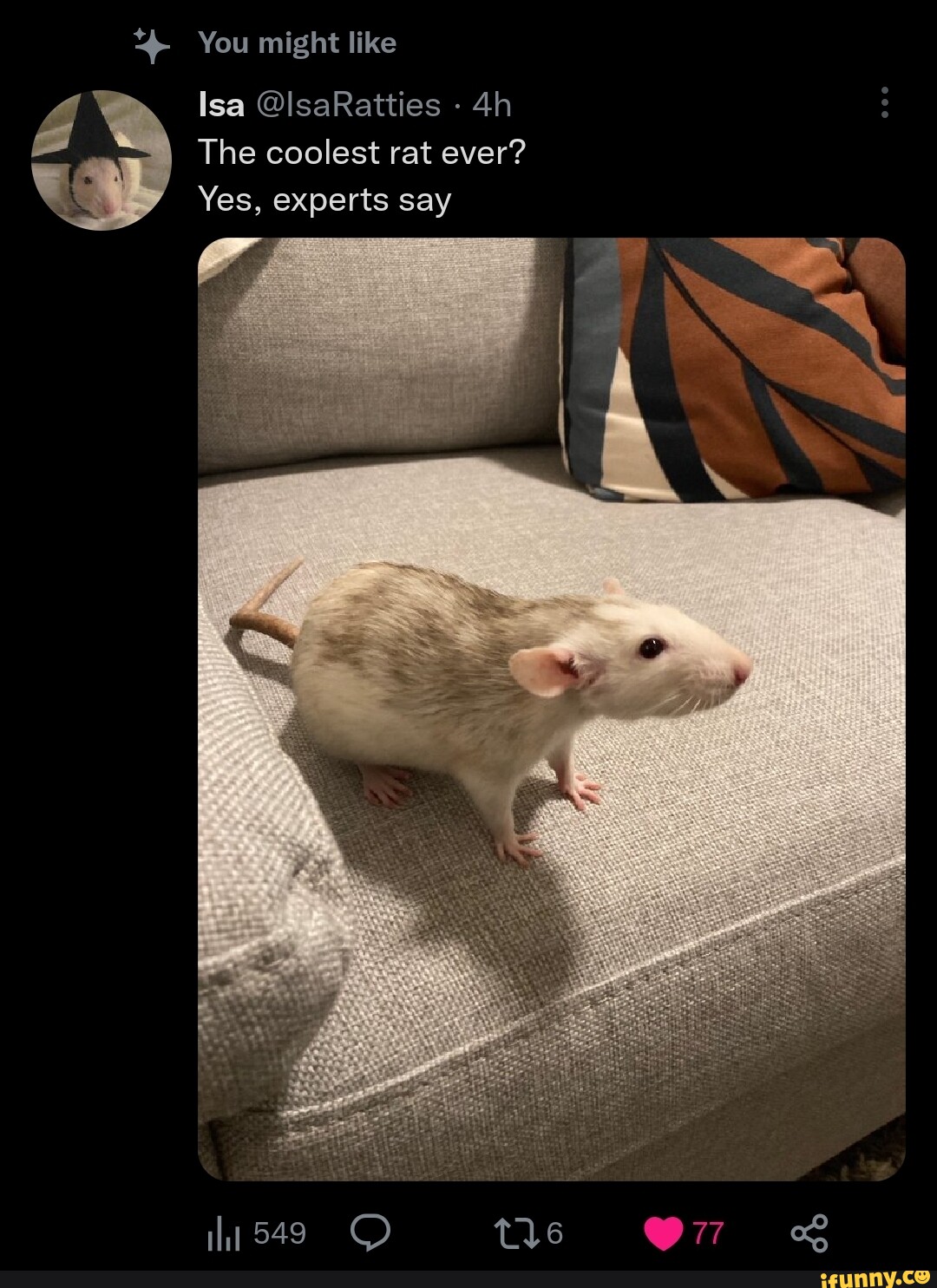 You might like Isa @lsaRatties - The coolest rat ever? Yes, experts say ...