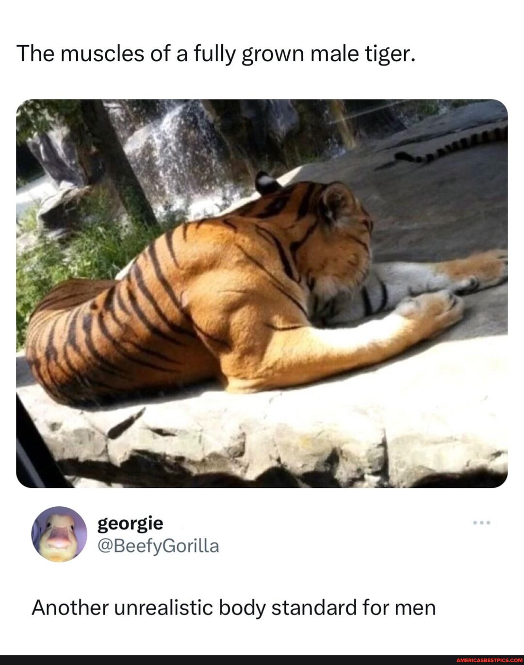 Yall bigger than him? 🤔 - The muscles of a fully grown male tiger ...