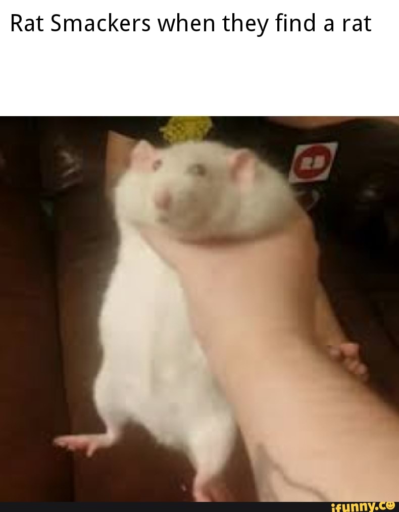 Smackers memes. Best Collection of funny Smackers pictures on iFunny