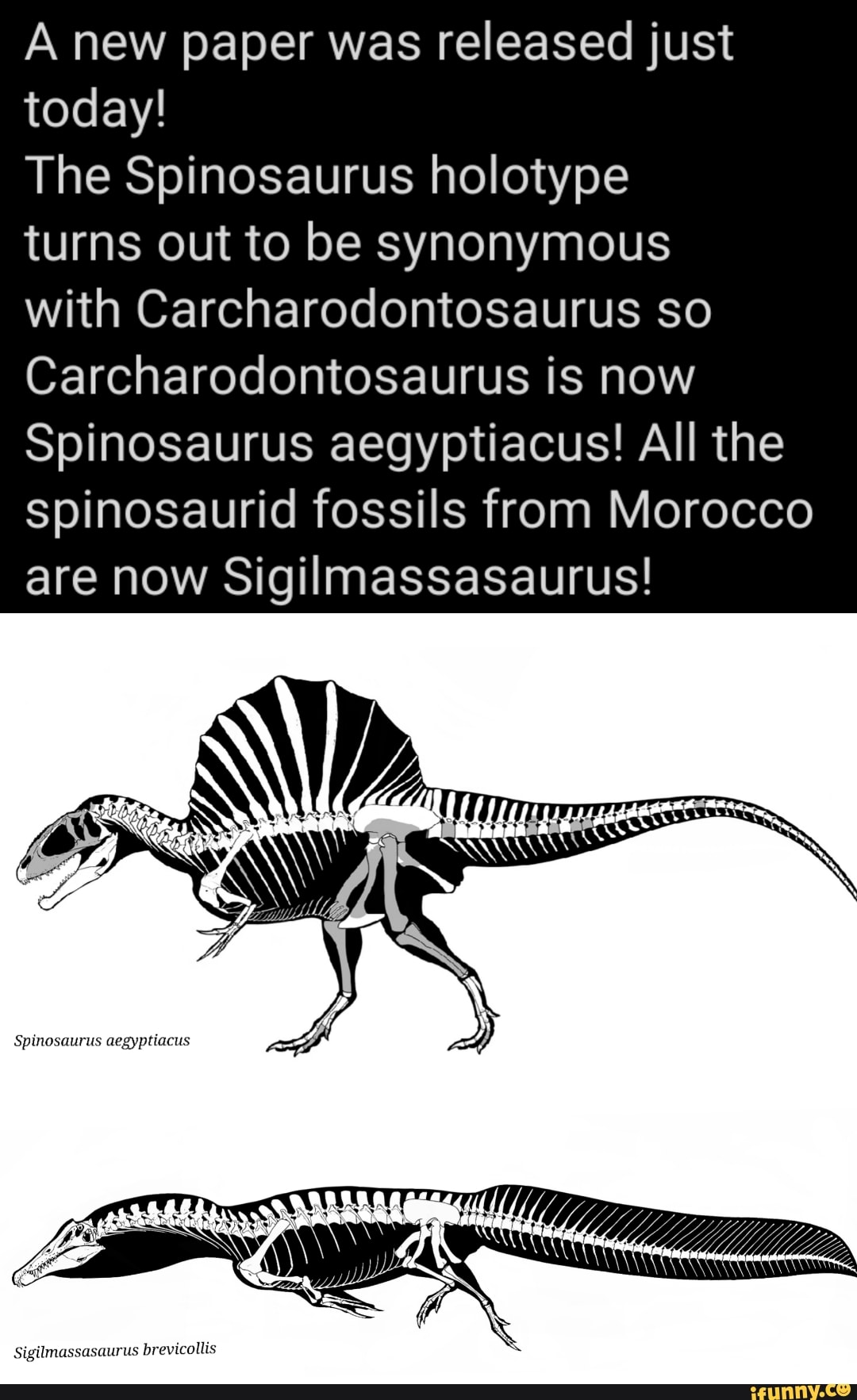Sigilmassasaurus memes. Best Collection of funny Sigilmassasaurus ...