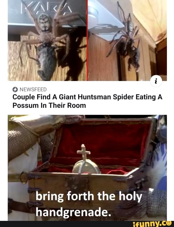 Couple Find A Giant Huntsman Spider Eating A Possum In Their Room bring ...