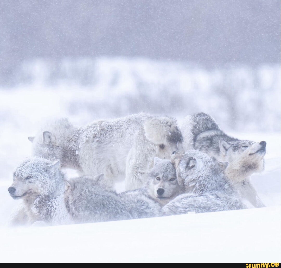 Wolves memes. Best Collection of funny Wolves pictures on iFunny