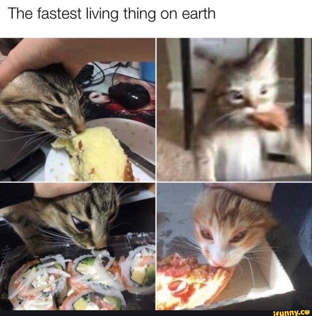 Blinding Lights Cat - iFunny