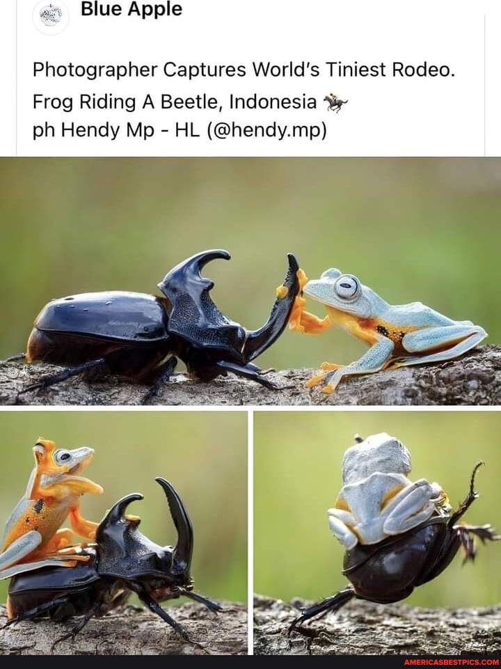 Blue Apple Photographer Captures World's Tiniest Rodeo. Frog Riding A ...
