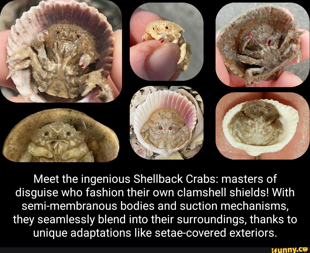 Shellback memes. Best Collection of funny Shellback pictures on iFunny