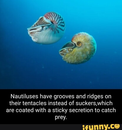 Secretion memes. Best Collection of funny Secretion pictures on iFunny