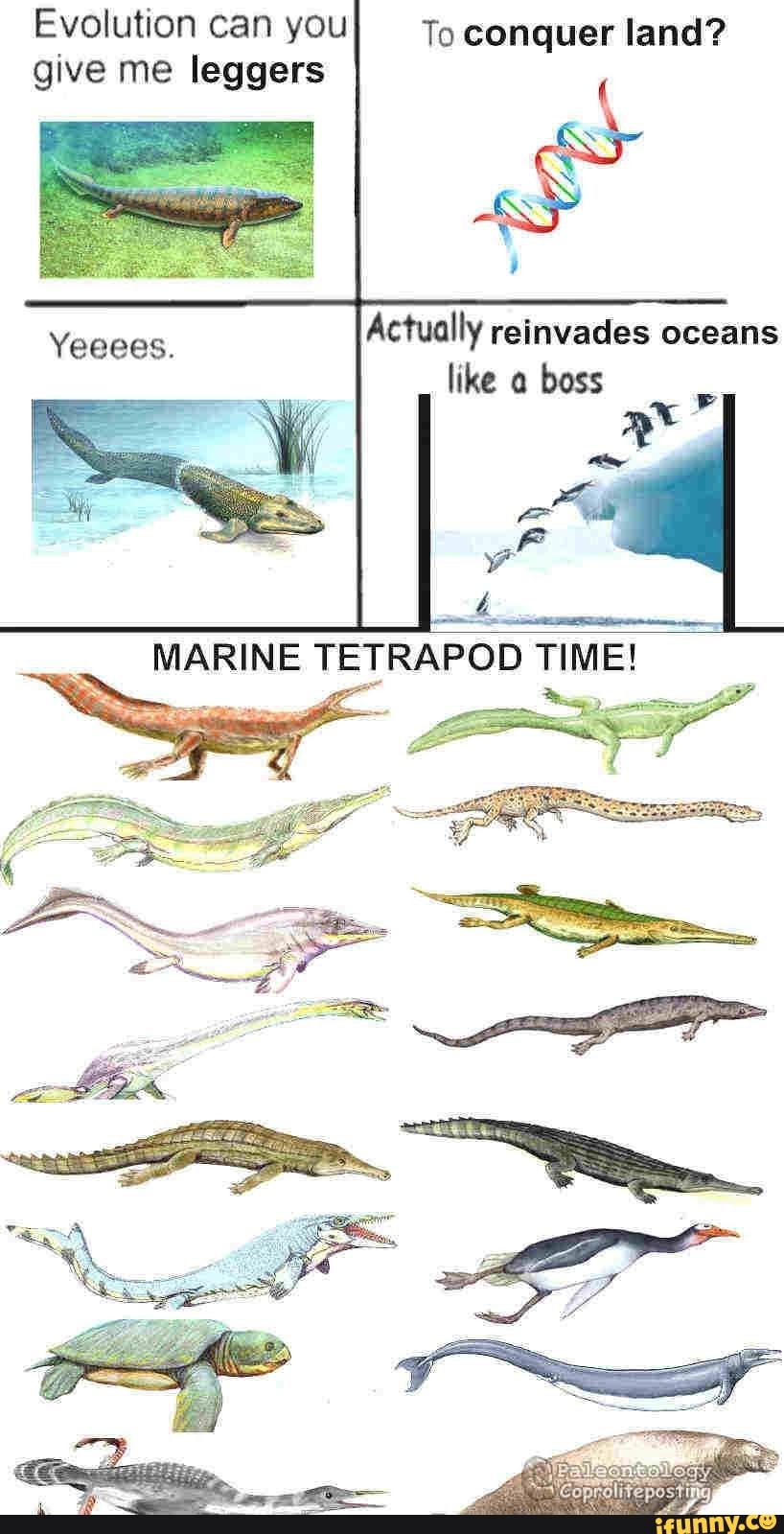 Tetrapod memes. Best Collection of funny Tetrapod pictures on iFunny