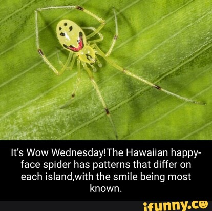 It's Wow Wednesday! The Hawaiian happy- face spider has patterns that ...